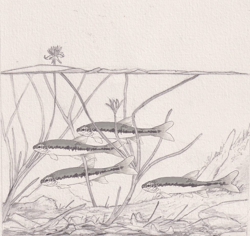 Traditional Works – Micaela Klanchesser